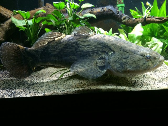 bichir tankmates | MonsterFishKeepers.com
