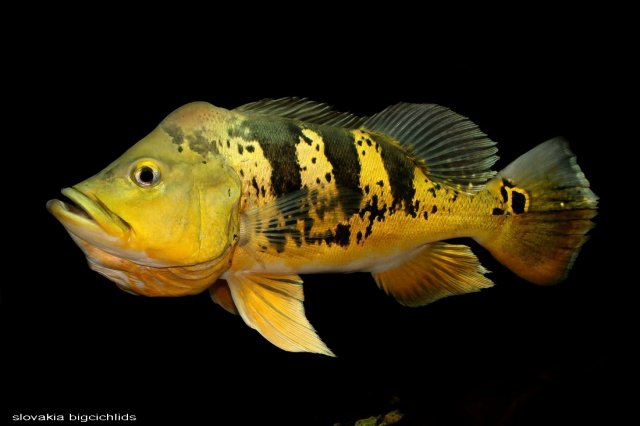 Cichla monoculus | MonsterFishKeepers.com