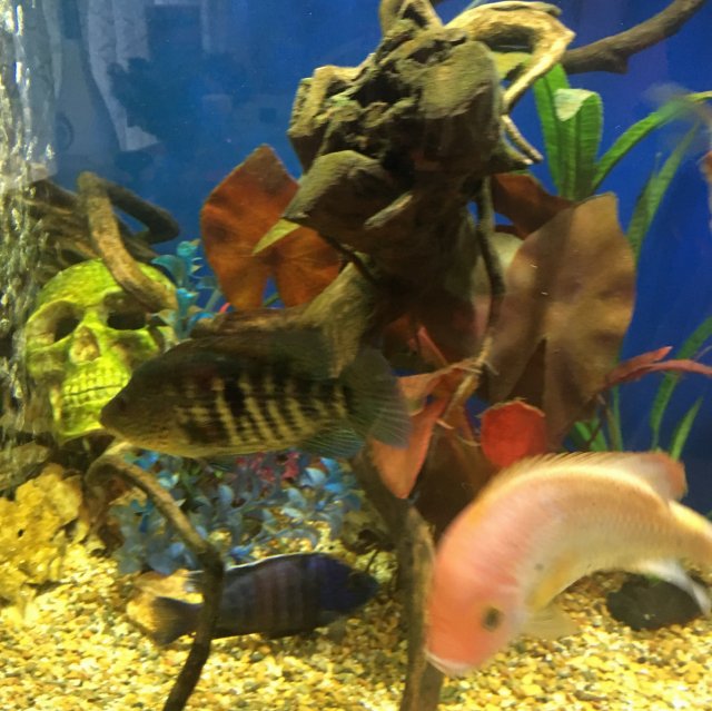 Dovii named Dovi | MonsterFishKeepers.com