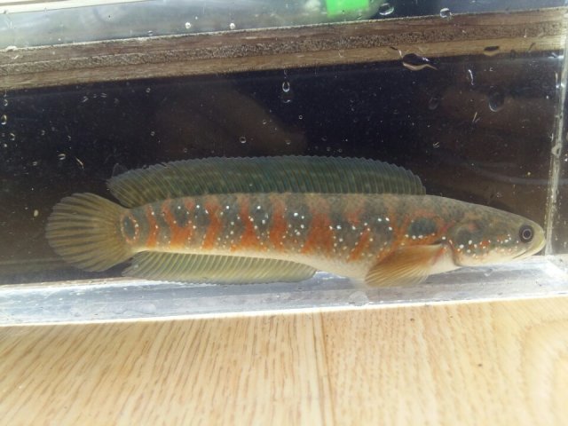 Baby Channa asiatica red type pair | MonsterFishKeepers.com