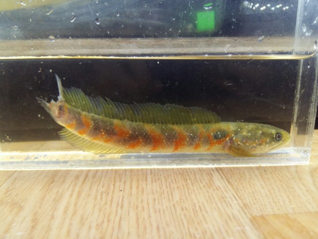 Baby Channa asiatica red type pair | MonsterFishKeepers.com