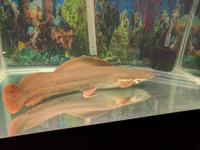Vundu Catfish