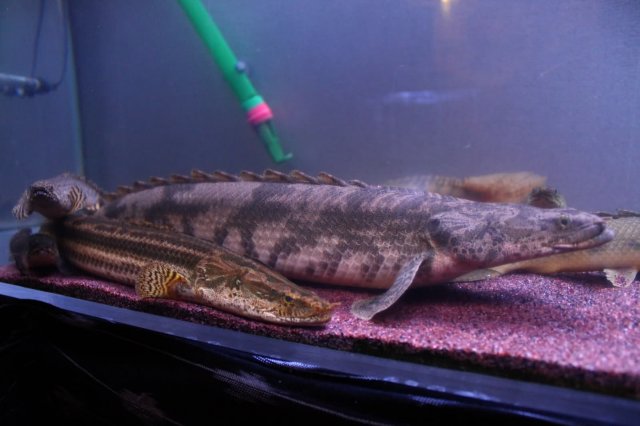 Emerald Creek Purple Garnet | MonsterFishKeepers.com