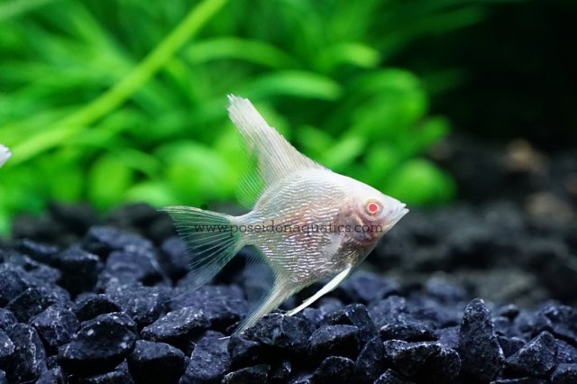 Albino Red-eye Angelfish | MonsterFishKeepers.com