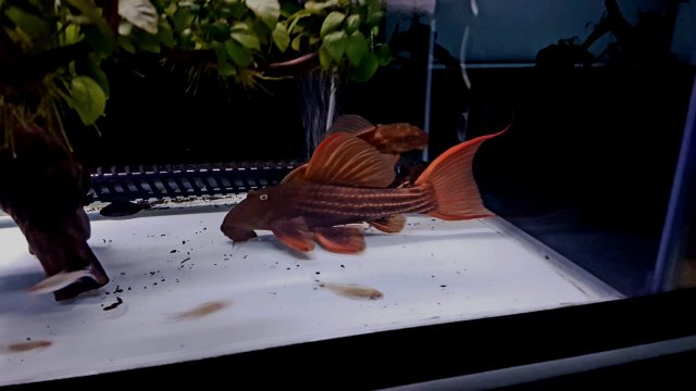 please identify my pleco L024 or L025 | MonsterFishKeepers.com