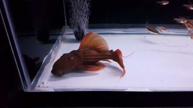 please identify my pleco L024 or L025 | MonsterFishKeepers.com