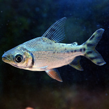 FTS | 4"flagtail taenerius 3" thin bar sd 6"red tailed chalceus | $16 ...