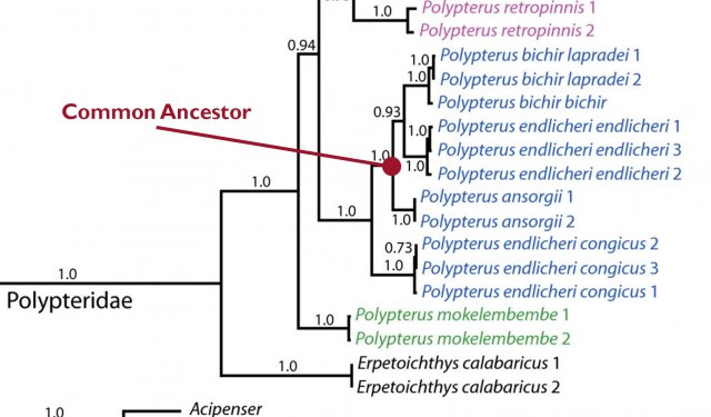 All Bichir (Polypterus) Species - Updated | MonsterFishKeepers.com