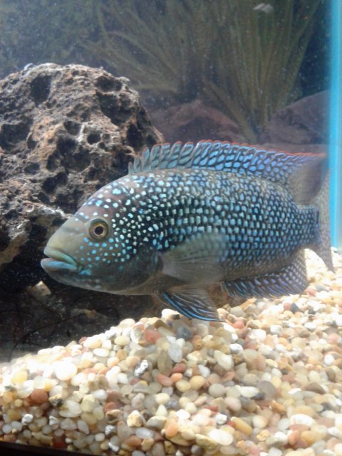 Jack Dempsey Fish Male Vs Female