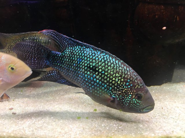 Jack Dempsey Growing up Timeline w/ pics and Horrible Bloat Recovery ...