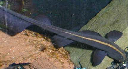 White Dragon Knife Fish