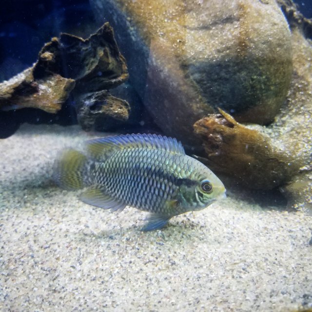 Cichlasoma Dimerus update | MonsterFishKeepers.com