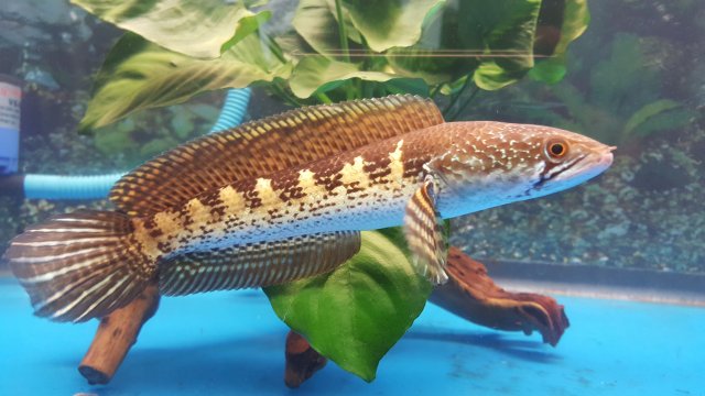 Channa Auranti Male or Female | MonsterFishKeepers.com