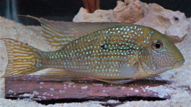 FS | Geophagus mirabilis Aripuana - 3"+ Free Shipping | $175.00 ...