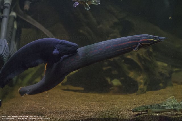 18" Black Ghost Knifefish tries pairing with a 25" Fire Eel (Photos ...