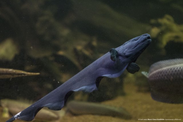 18" Black Ghost Knifefish tries pairing with a 25" Fire Eel (Photos ...