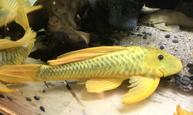 hypostomus luteus! the brightest colored pleco! | MonsterFishKeepers.com