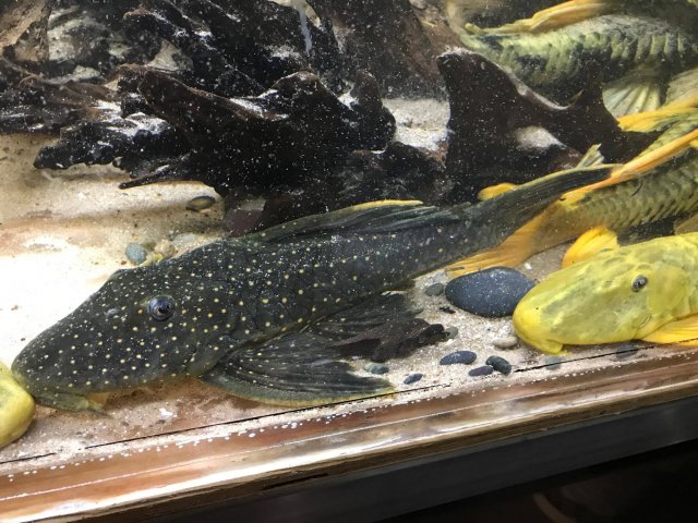 hypostomus luteus! the brightest colored pleco! | MonsterFishKeepers.com