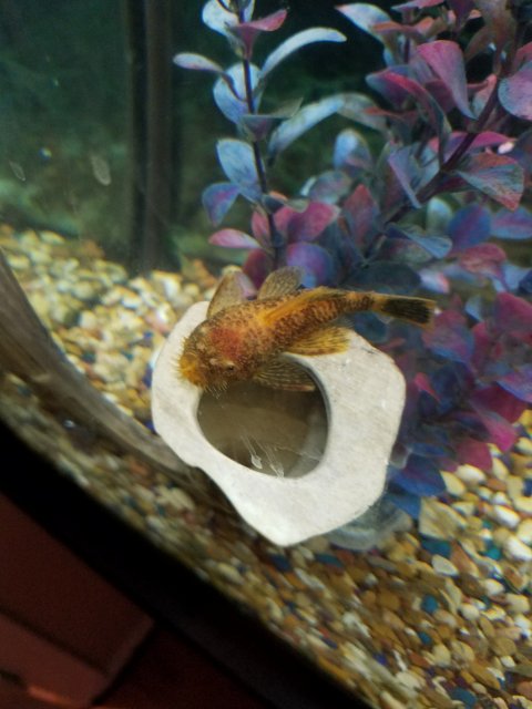 Bristlenose Color Morphs | MonsterFishKeepers.com