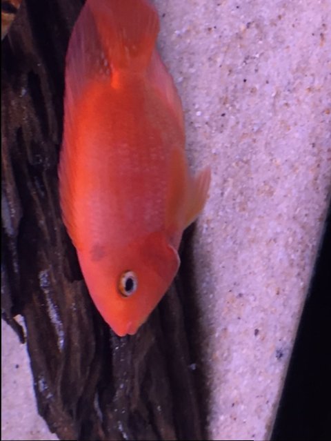 Sold As Red Mammon | MonsterFishKeepers.com