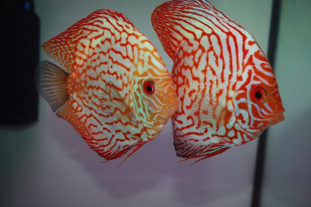 Discus Fish Breeding Tank Setup