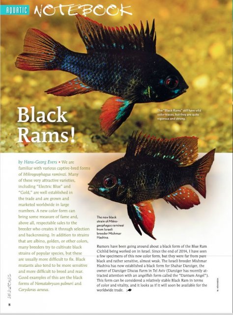 Black rams | MonsterFishKeepers.com