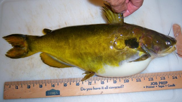 Eclipse Catfish Full Grown