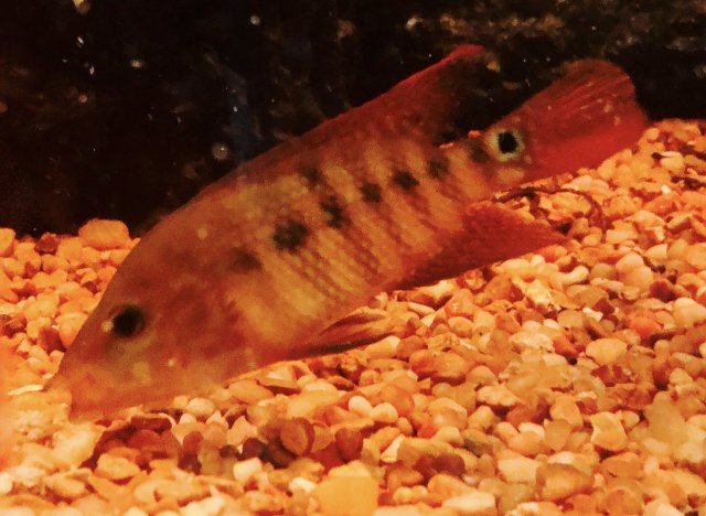 True Red Terror (Festae) | MonsterFishKeepers.com