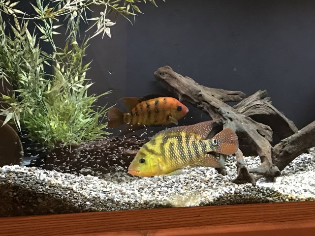 True Red Terror (Festae) | MonsterFishKeepers.com