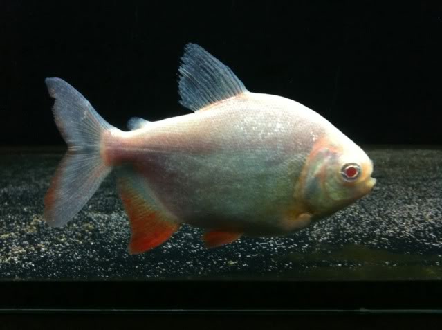 FS | Albino Pacu | $10 | sylmca ca | Pickup | MonsterFishKeepers.com