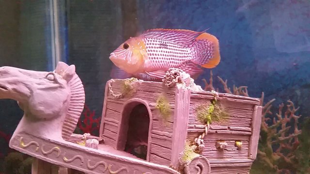 Electric Blue Acara x Green Terror Hybrid? | MonsterFishKeepers.com