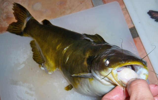 Eclipse Catfish Full Grown