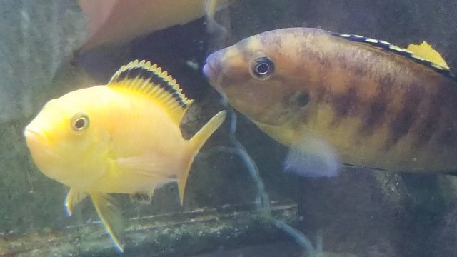 Yellow Lab Cichlid Male And Female
