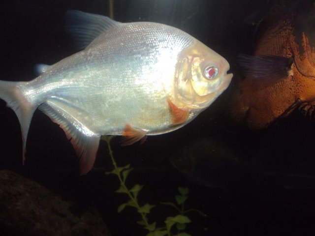 Albino pacu size&growth rate compared to red belly | MonsterFishKeepers.com