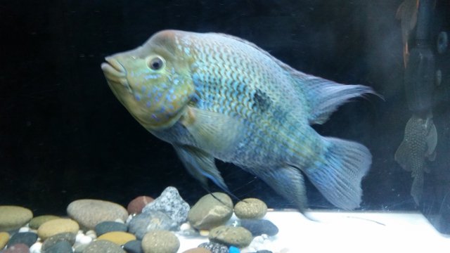 FS | Blue Umbee Cichlid 17"+ p/u only | $200 | Highland 92346 | Pickup ...