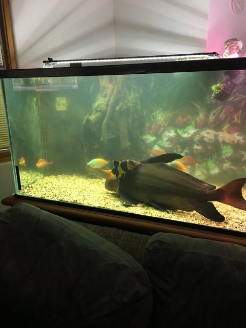 Chinese Hi Fin Banded Shark