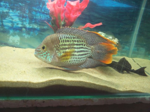 Electric Blue Acara x Green Terror Hybrid? | MonsterFishKeepers.com