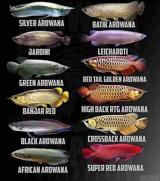 Differences in arowanas | MonsterFishKeepers.com