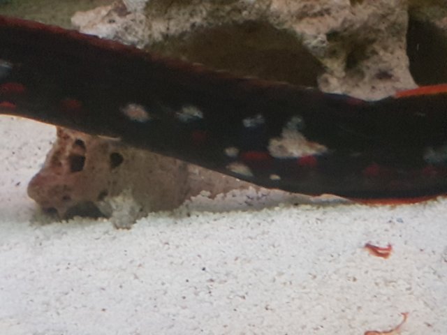 Fire eel with white areas on one side | MonsterFishKeepers.com