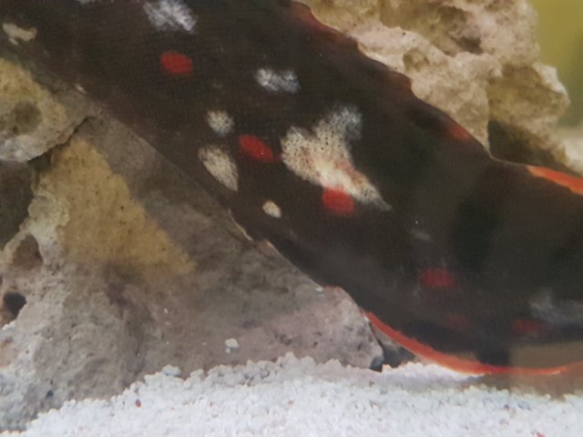 Fire eel with white areas on one side | MonsterFishKeepers.com