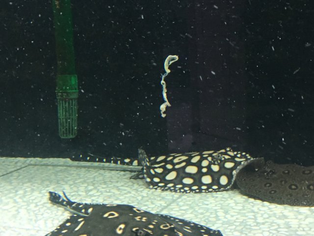 Stingray poo, is it normal? | MonsterFishKeepers.com