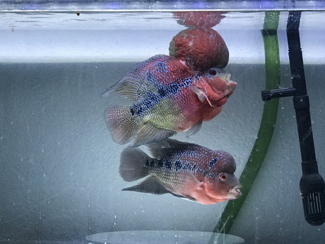 FS | Big KOK female flowerhorn | $1 | Thousand Oaks | Pickup ...