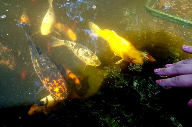 Pond/fish pictures | MonsterFishKeepers.com