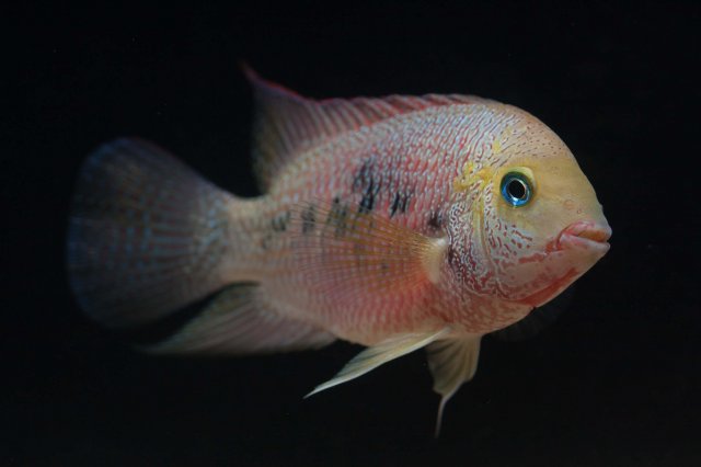 Looking for info- Yellow Convict (cryptoheros nanoluteus ...