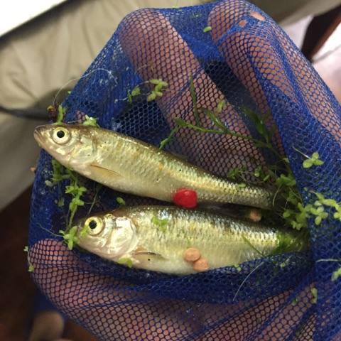 dogfish?? striped bass? shiners??? | MonsterFishKeepers.com