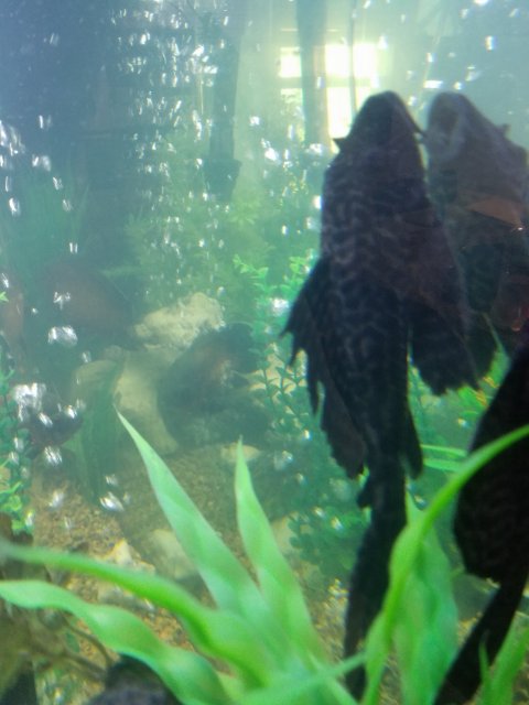 Pleco with Fin Rot... | MonsterFishKeepers.com