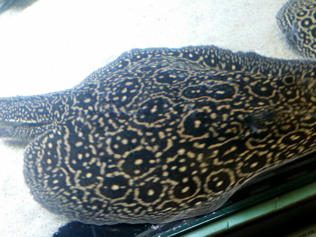 FS | pearl stingray male xl 16" | $750 | charlotte nc | Picking ...