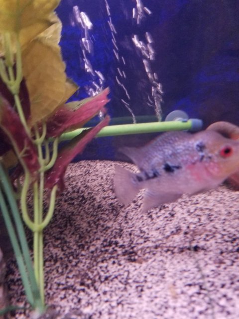 WATER KOK AND HARD KOK | MonsterFishKeepers.com