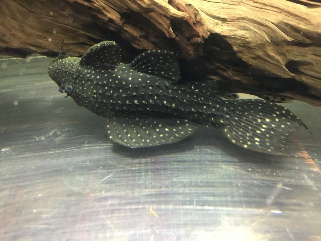 FTS | Pleco l25 l24 l14 l600 | $150 | 90701 | Pickup ...