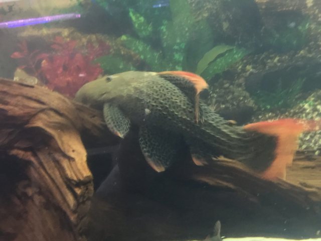 FTS | Pleco l25 l24 l14 l600 | $150 | 90701 | Pickup ...